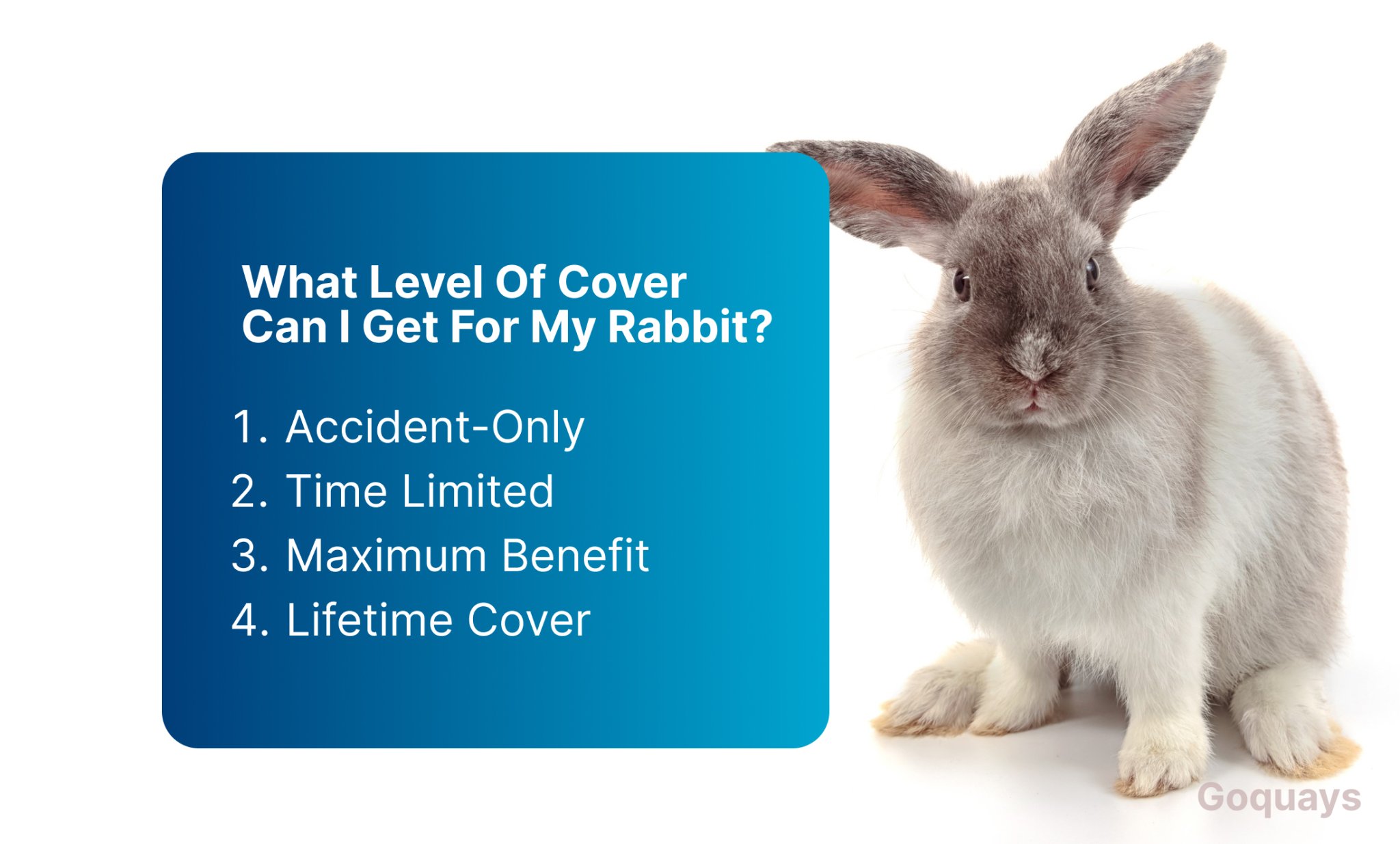 Rabbit Pet Insurance Comparison: What to Look Out for| Goquays