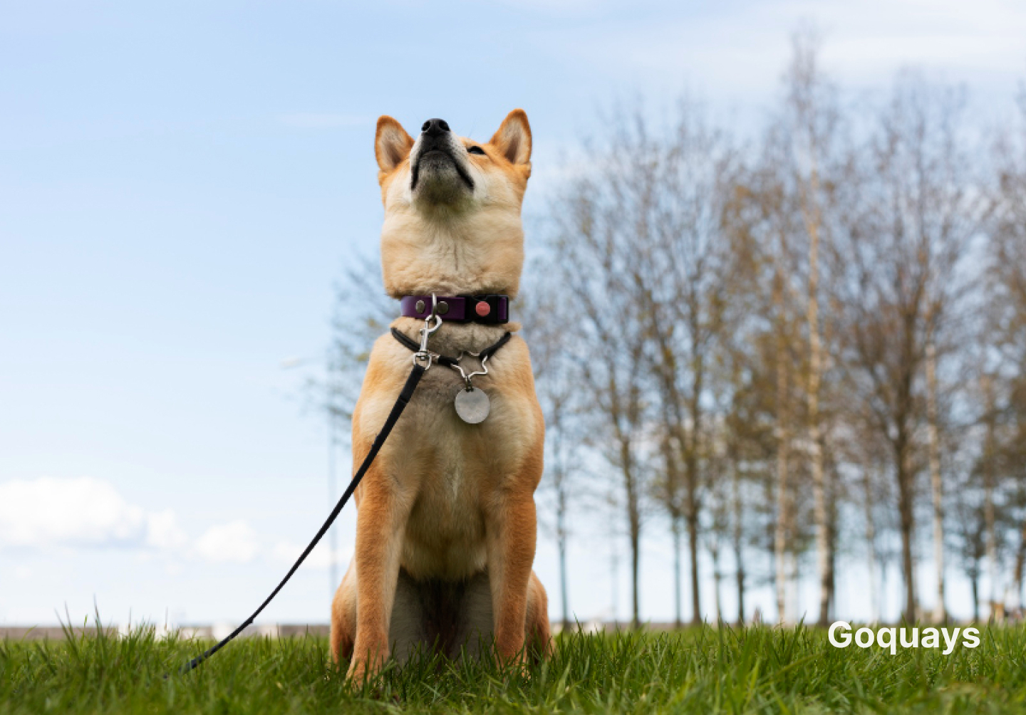 The Different Types of Working Dogs: Roles, Responsibilities, and ...