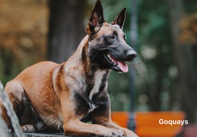 The Different Types of Working Dogs | Goquays