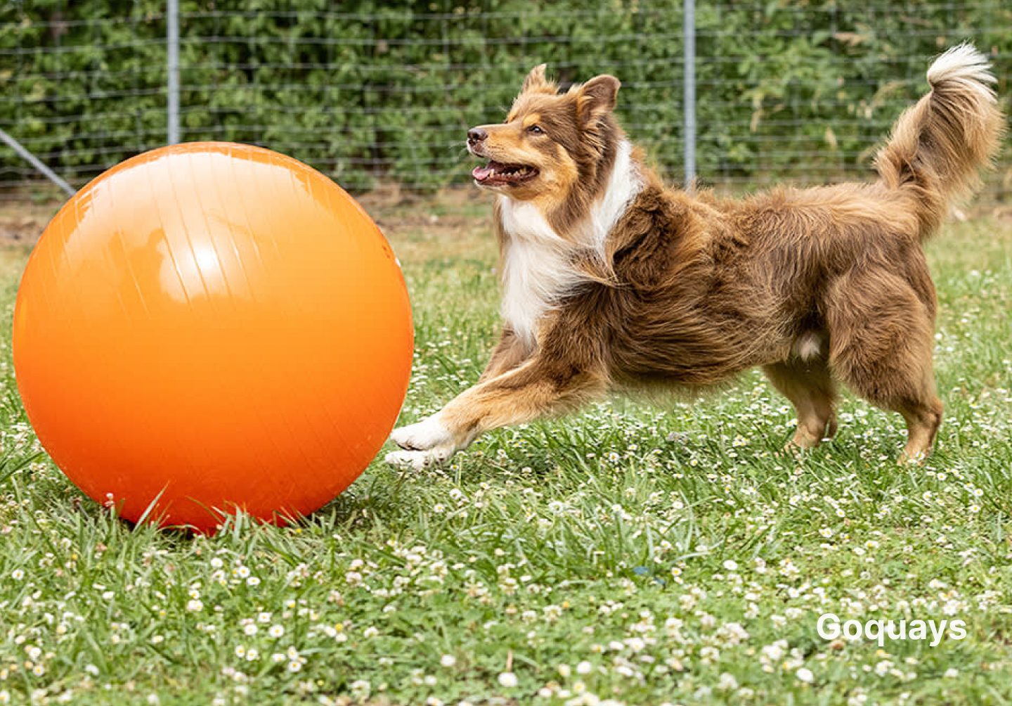 The Different Types of Working Dogs: Roles, Responsibilities, and ...
