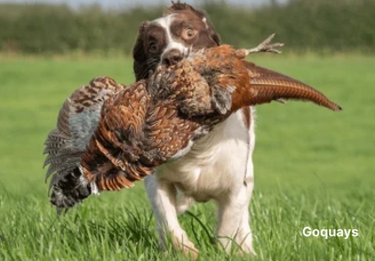 The Different Types of Working Dogs: Roles, Responsibilities, and ...