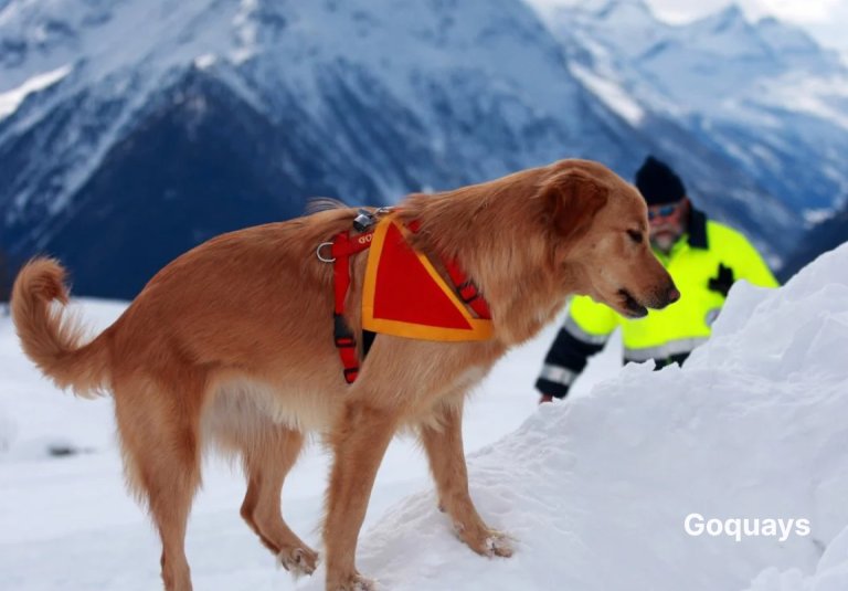 The Different Types of Working Dogs: Roles, Responsibilities, and ...