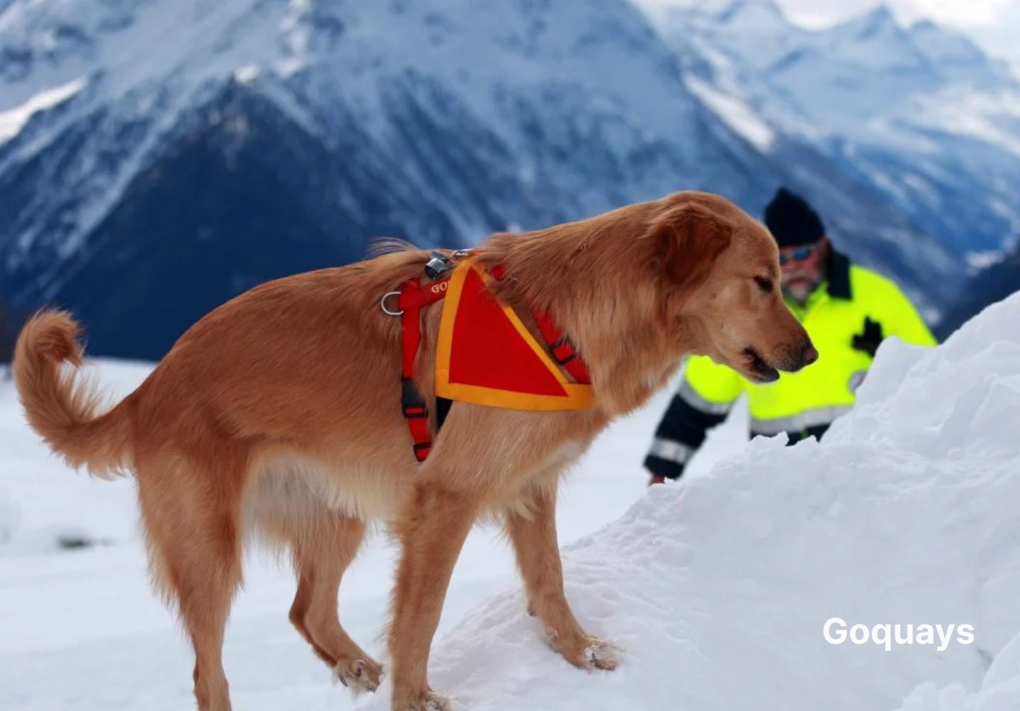 The Different Types of Working Dogs: Roles, Responsibilities, and ...