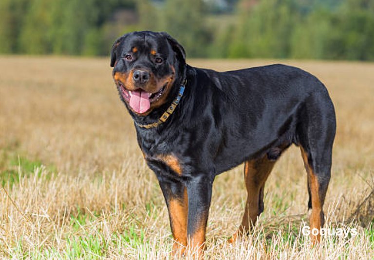 The Different Types of Working Dogs: Roles, Responsibilities, and ...