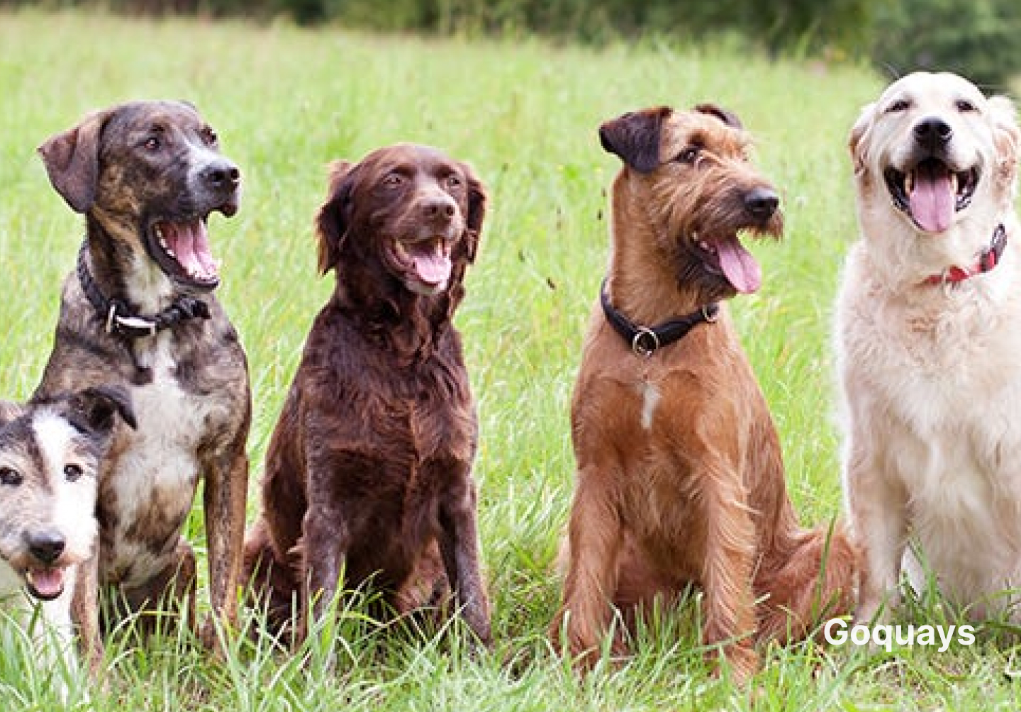 The Different Types of Working Dogs | Goquays
