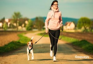 The Different Types of Working Dogs: Roles, Responsibilities, and ...