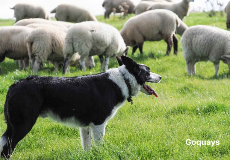 The Different Types of Working Dogs: Roles, Responsibilities, and ...