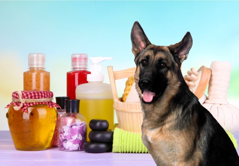 Dog Itchy Ears: When to See a Vet and What to Expect - Goquays