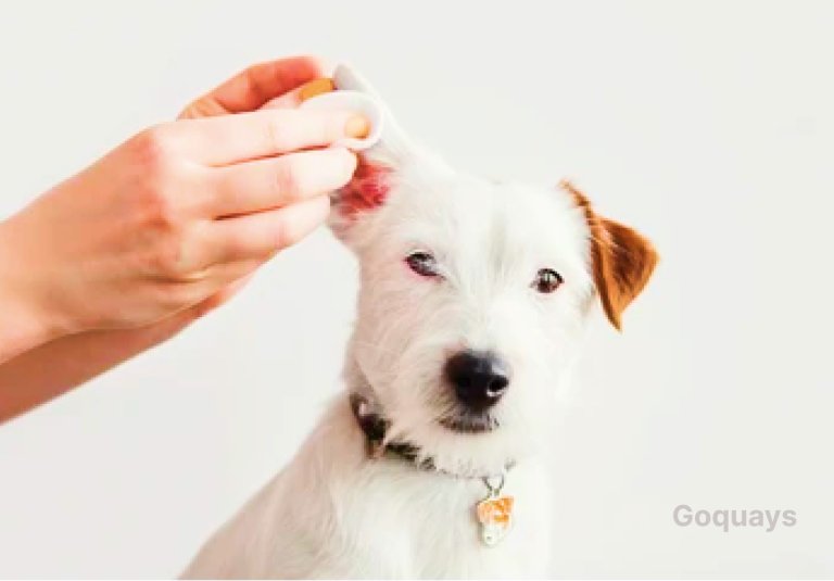 Dog Itchy Ears: When to See a Vet and What to Expect - Goquays
