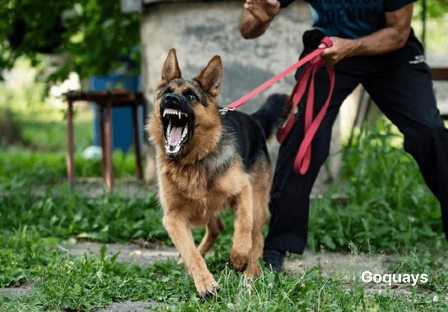 10 Dog Behavior Problems and How to Fix Them - Goquays