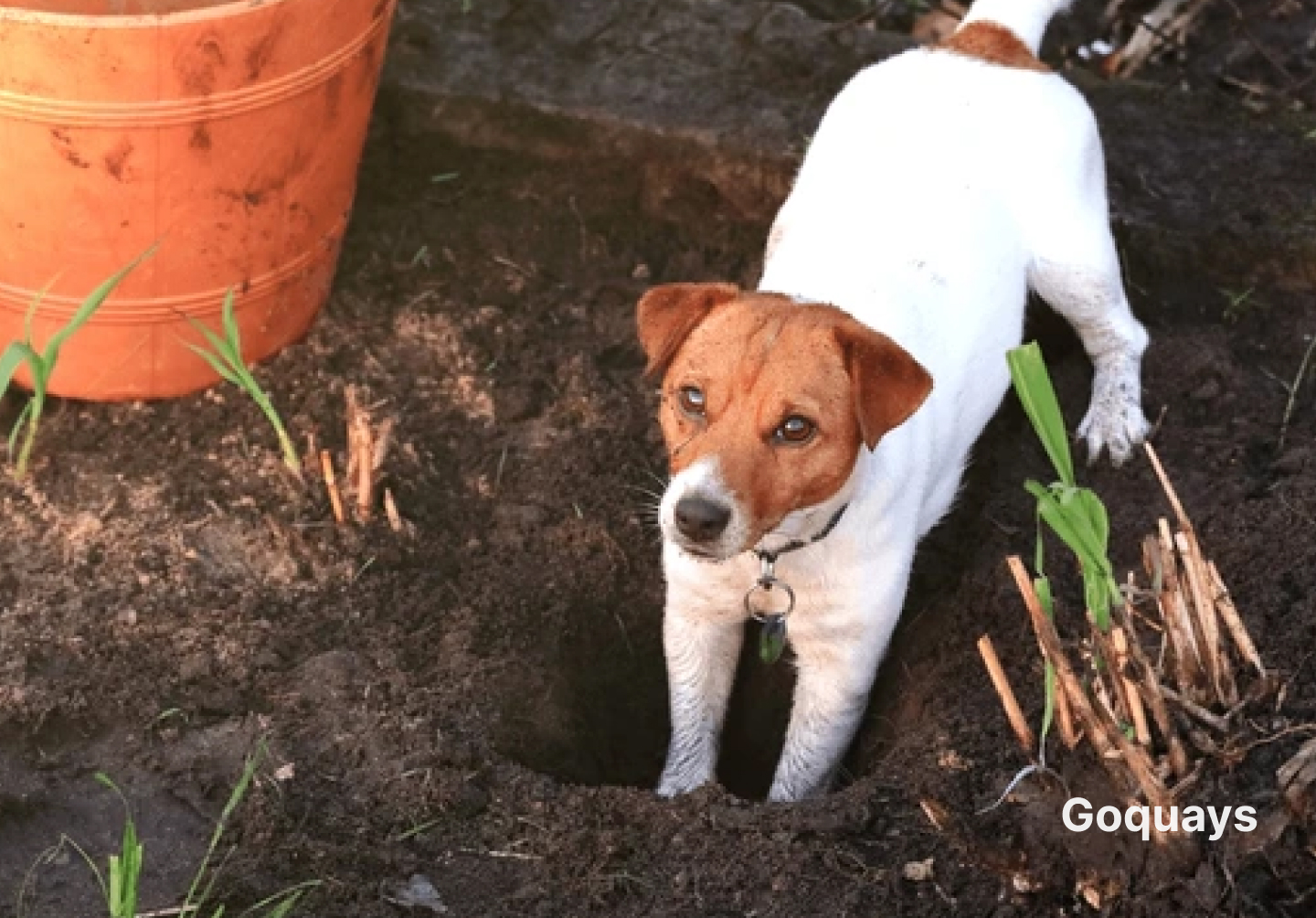 10 Dog Behavior Problems and How to Fix Them | Goquays