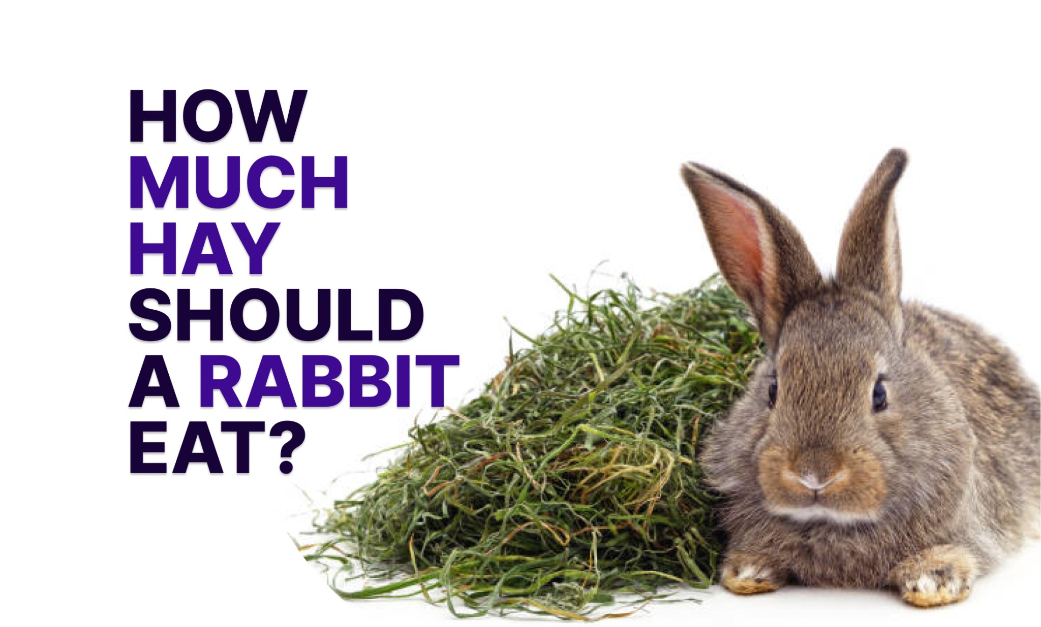 How Much Hay Should a Rabbit Eat - Goquays